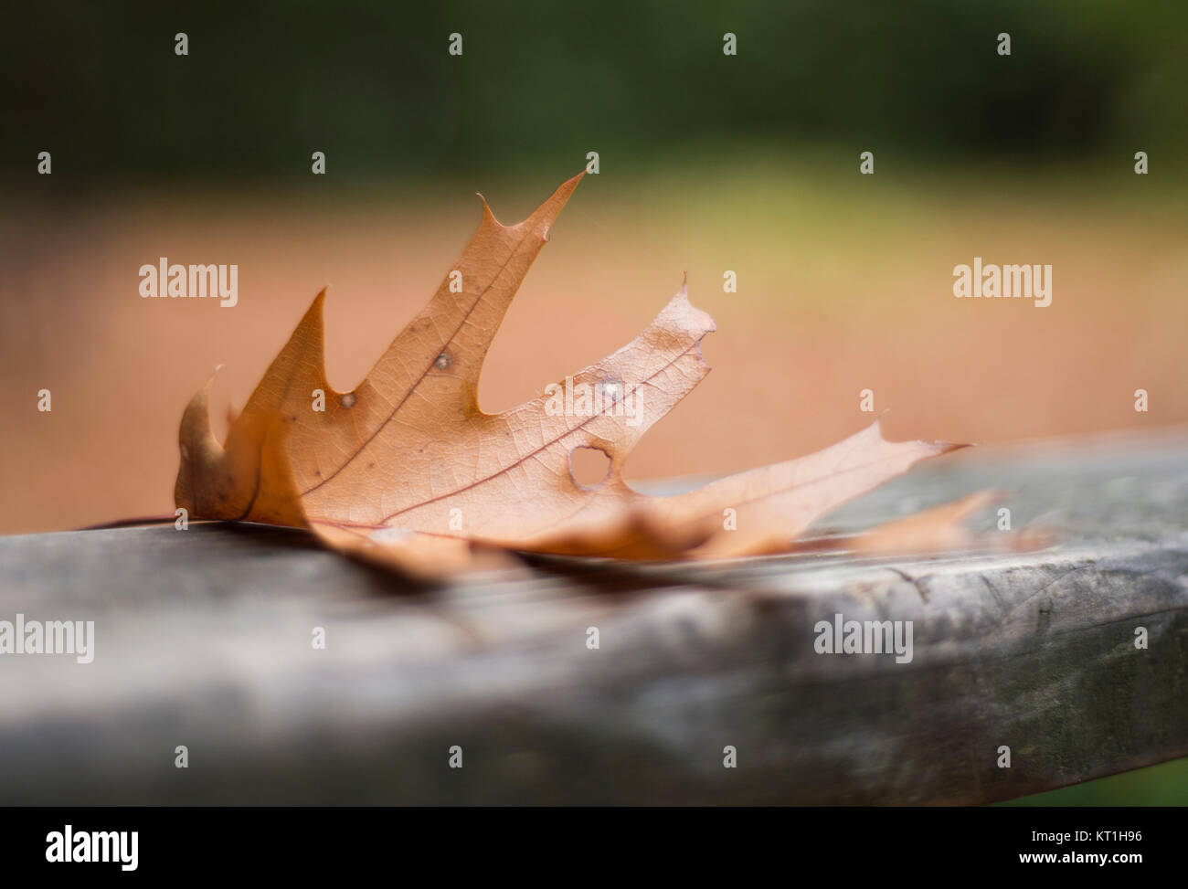A leaf from an oak tree is shown in a yard Stock Photo - Alamy