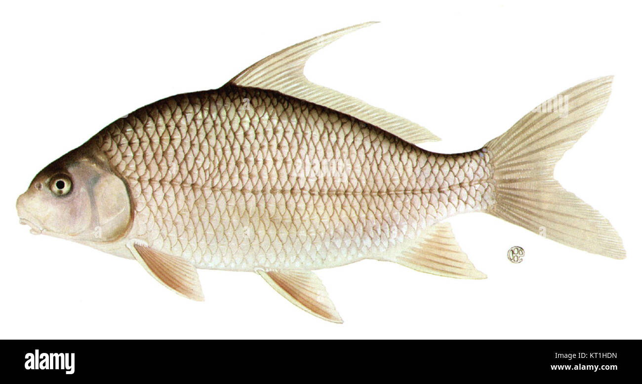 Carpiodes cyprinus hi-res stock photography and images - Alamy