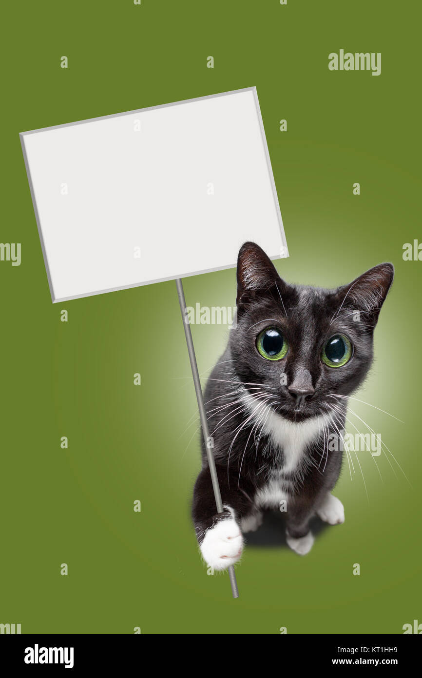 Cute cat holding a blank sign Stock Photo - Alamy