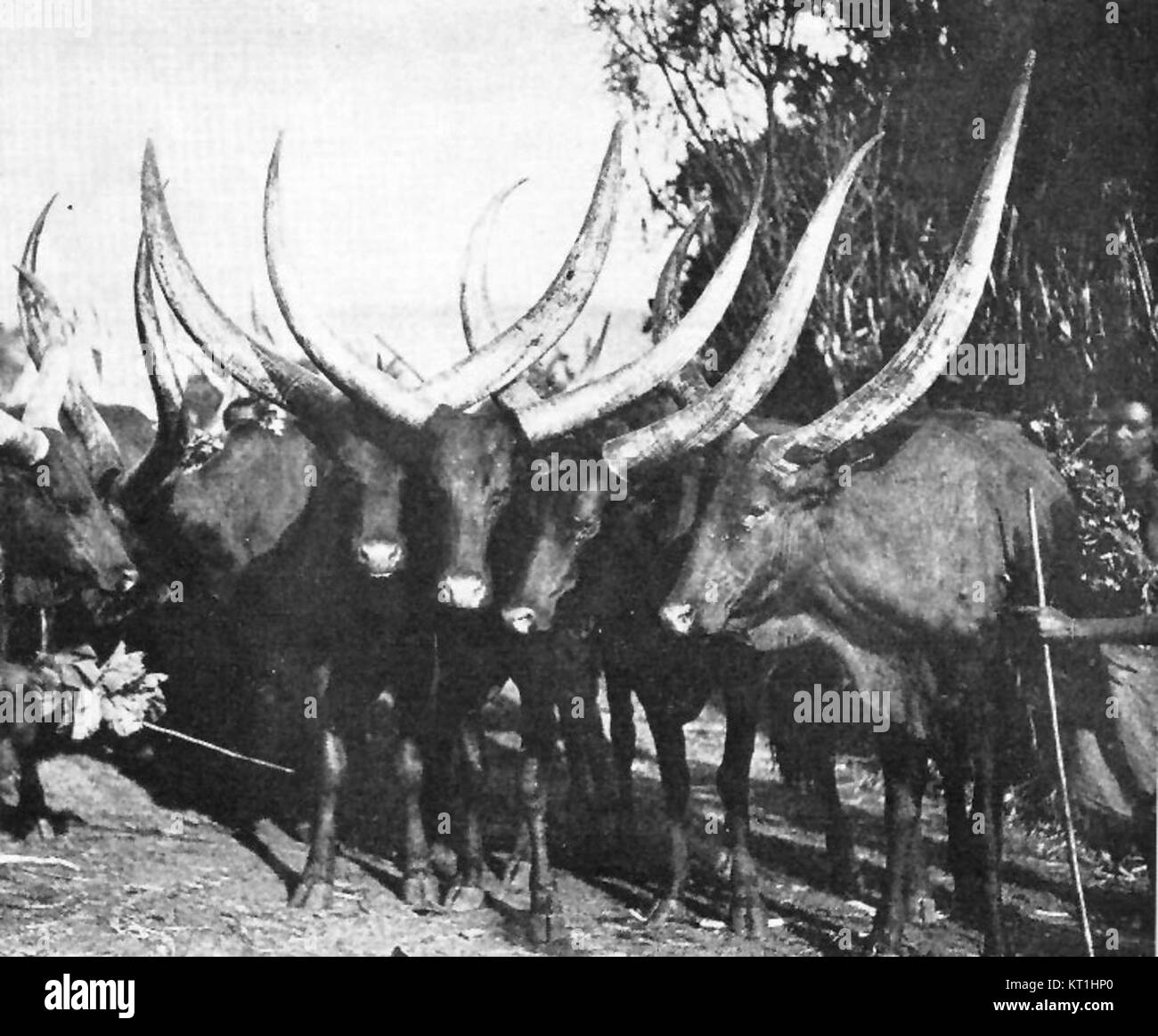 Cattle of the Ruanda refers to the breed of cattle native to the Ruanda ...