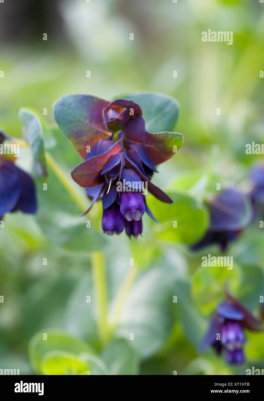 Cerinthe Major Purpurascens High Resolution Stock Photography and ...