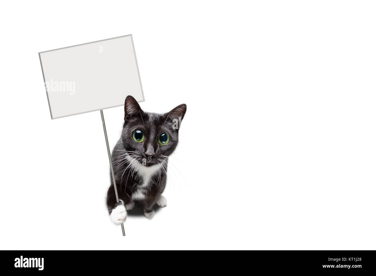 Cute cat holding a blank sign Stock Photo - Alamy