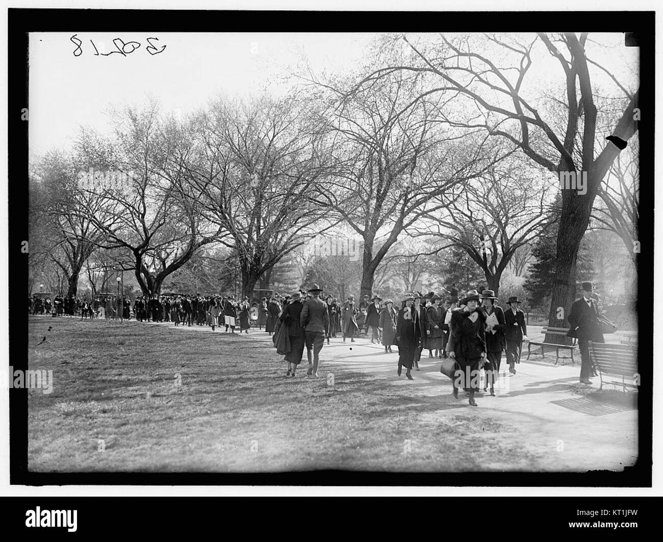 Cherry Blossoms in Potomac Park, Washington D.C., are an iconic ...