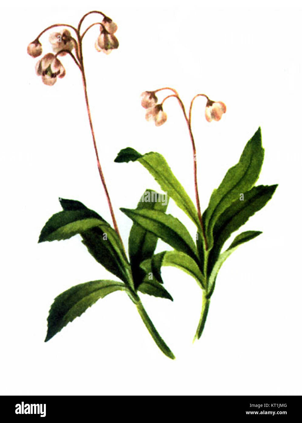 Plant catalog features Cut Out Stock Images & Pictures - Alamy