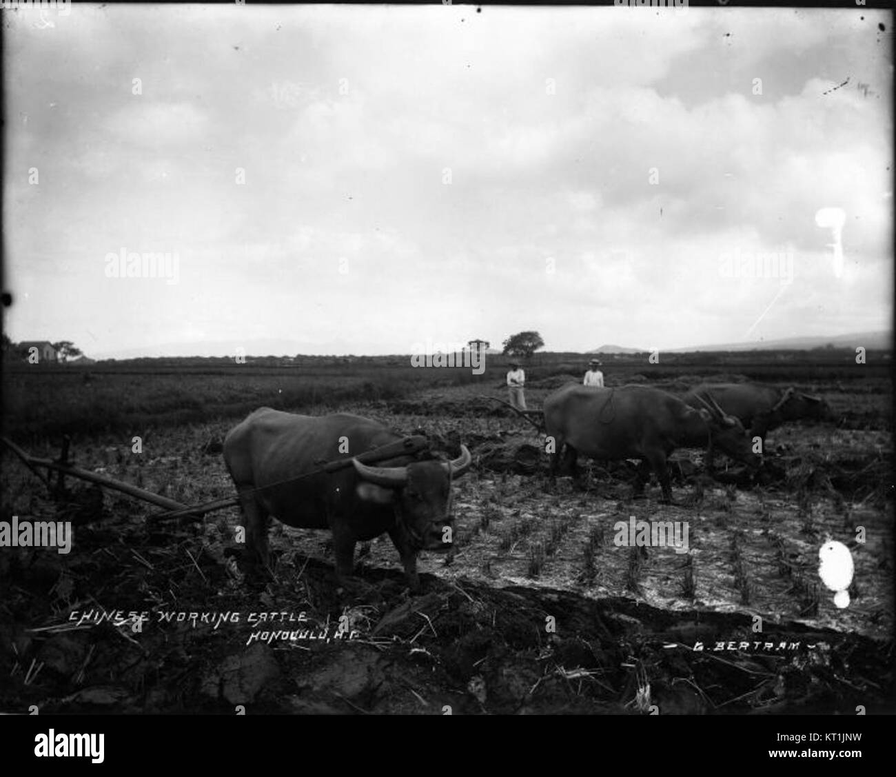A historical photograph by Brother Bertram, capturing Chinese working ...