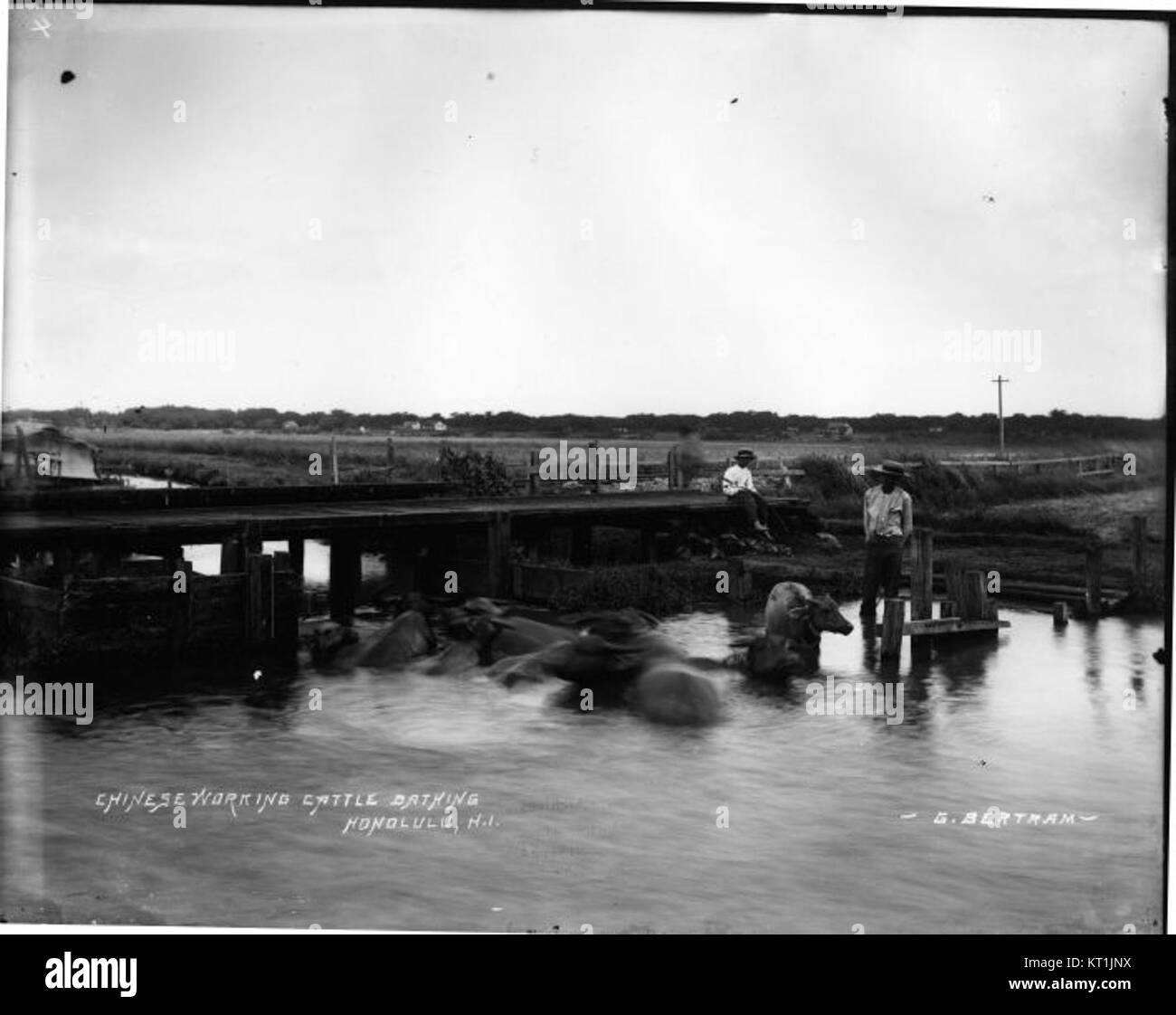 This photograph, taken by Brother Bertram, captures Chinese cattle ...