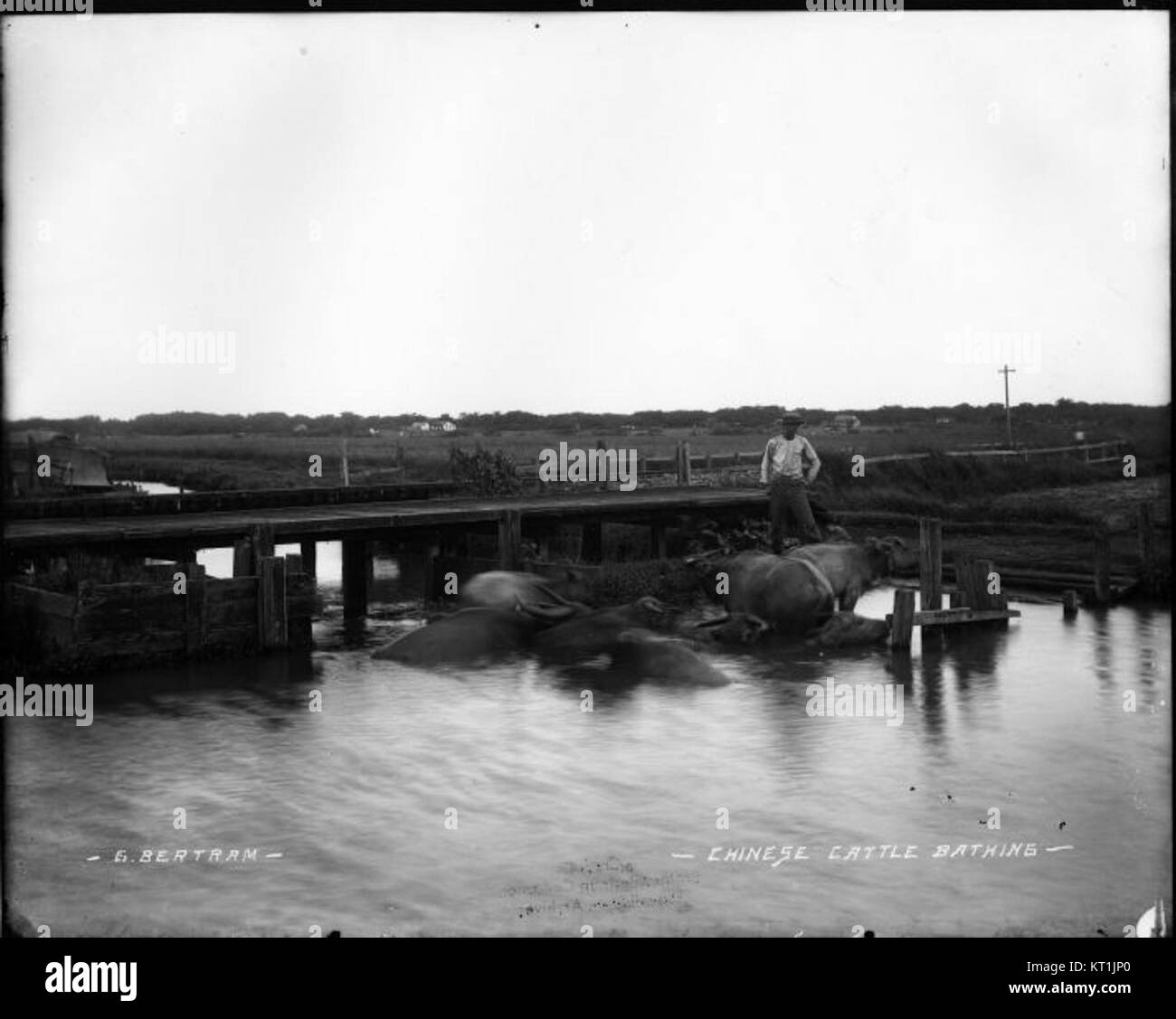 This photograph by Brother Bertram captures Chinese working cattle ...