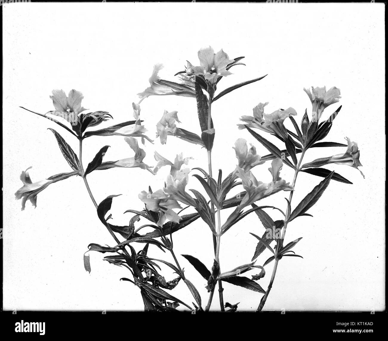 Close-up of a specimen of Sticky Monkey flowers, ca.1920-1930 (CHS-5381 ...