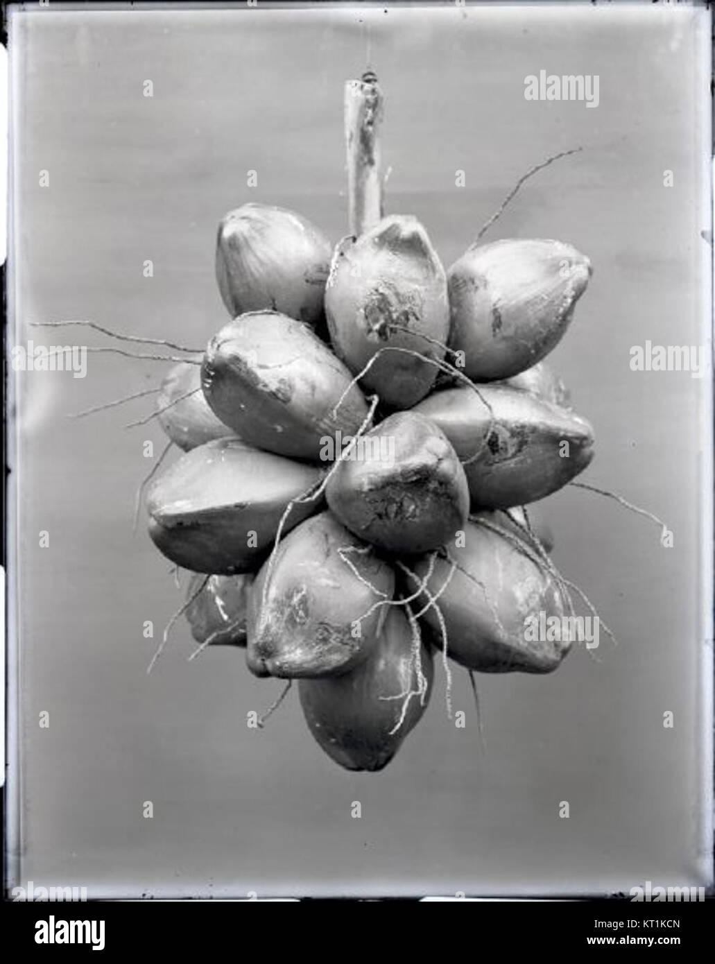 This photograph by Brother Bertram depicts a coconut, capturing its ...