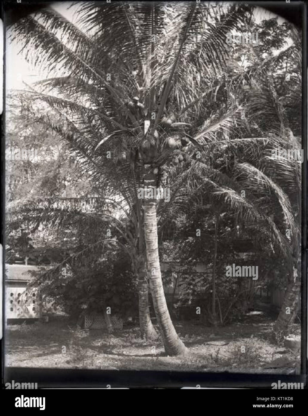 This photograph by Brother Bertram captures a coconut tree, showcasing ...