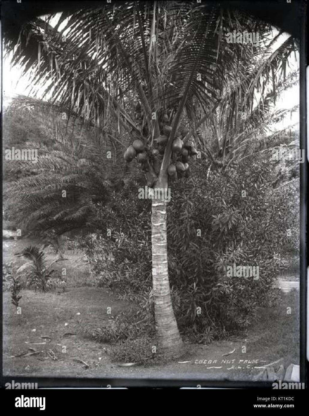 This photograph by Brother Bertram captures a coconut tree in its ...