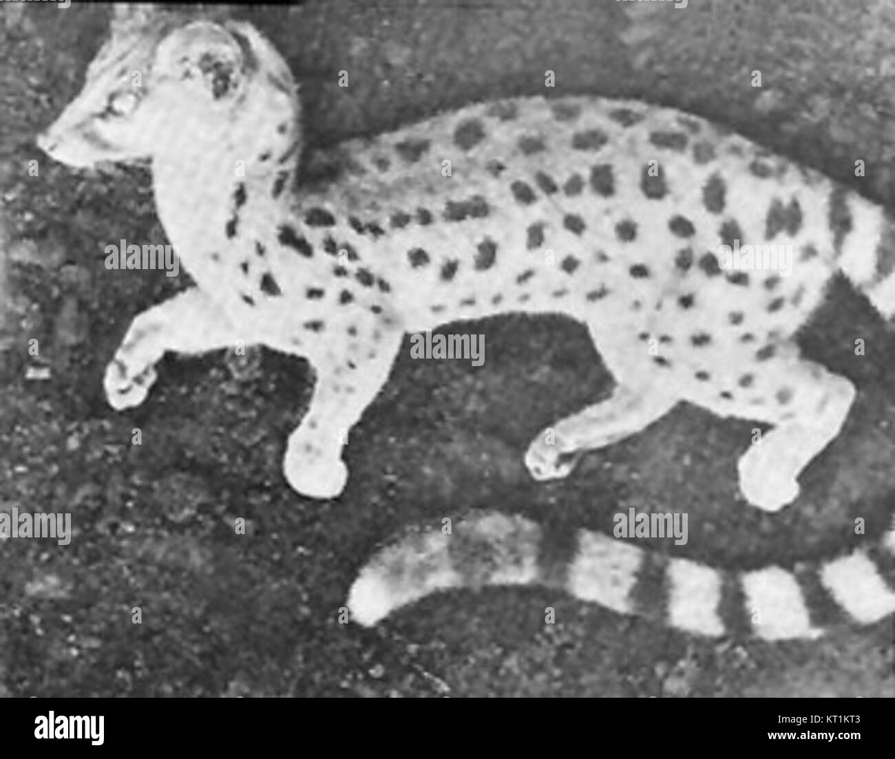 Wild carnivorous animals Black and White Stock Photos & Images - Alamy