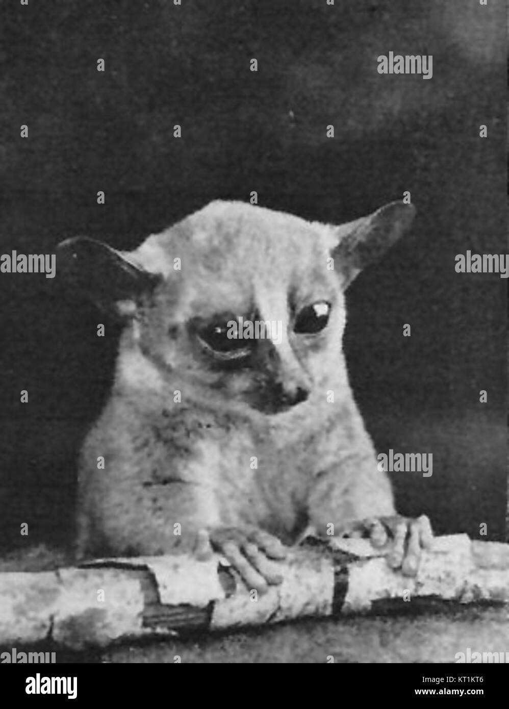 The Congo Galago is a small primate species native to Central Africa ...