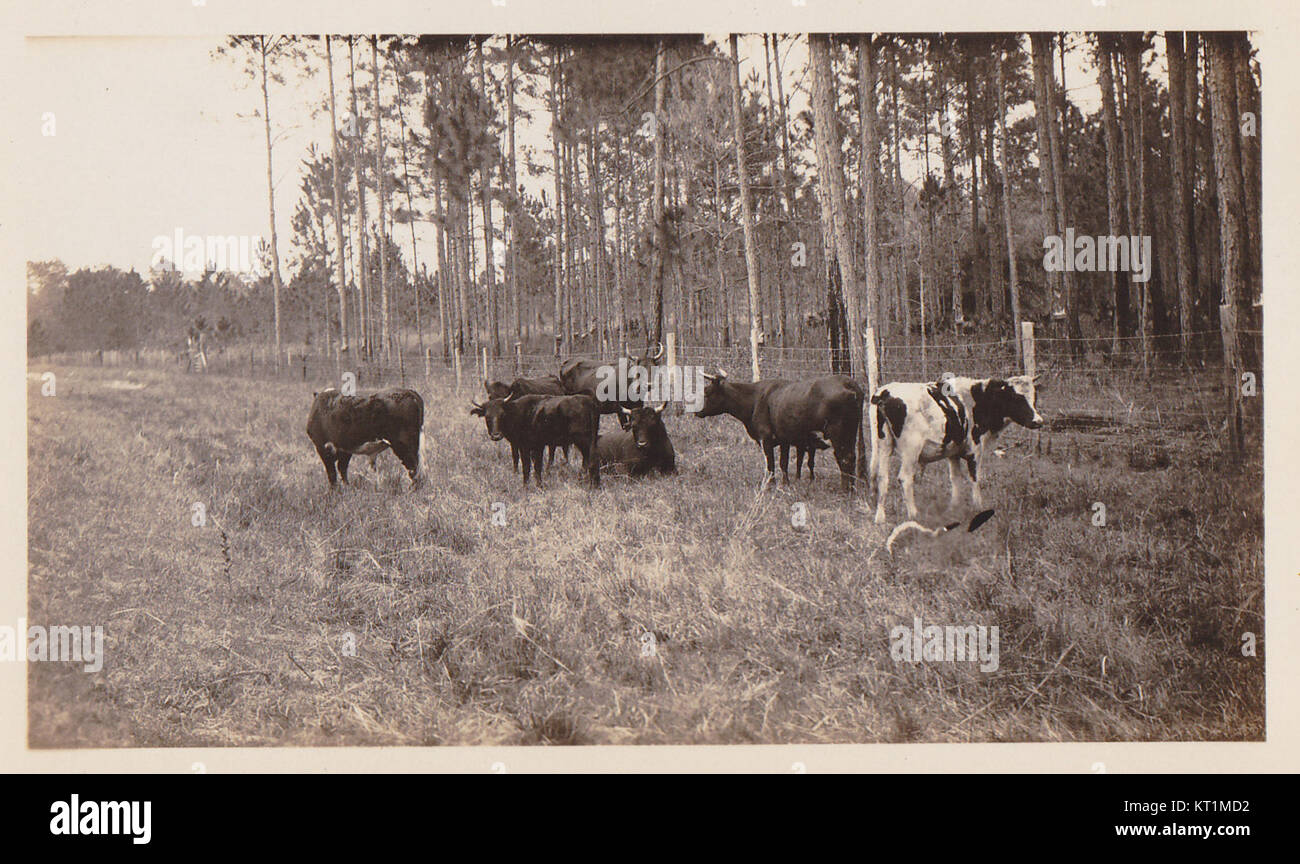 This photograph from 1929-1930 shows Cracker cows on Newberry Road ...