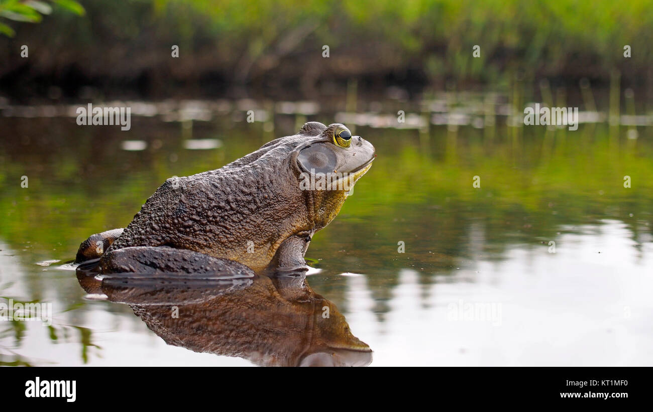 North America bullfrog Stock Photo - Alamy