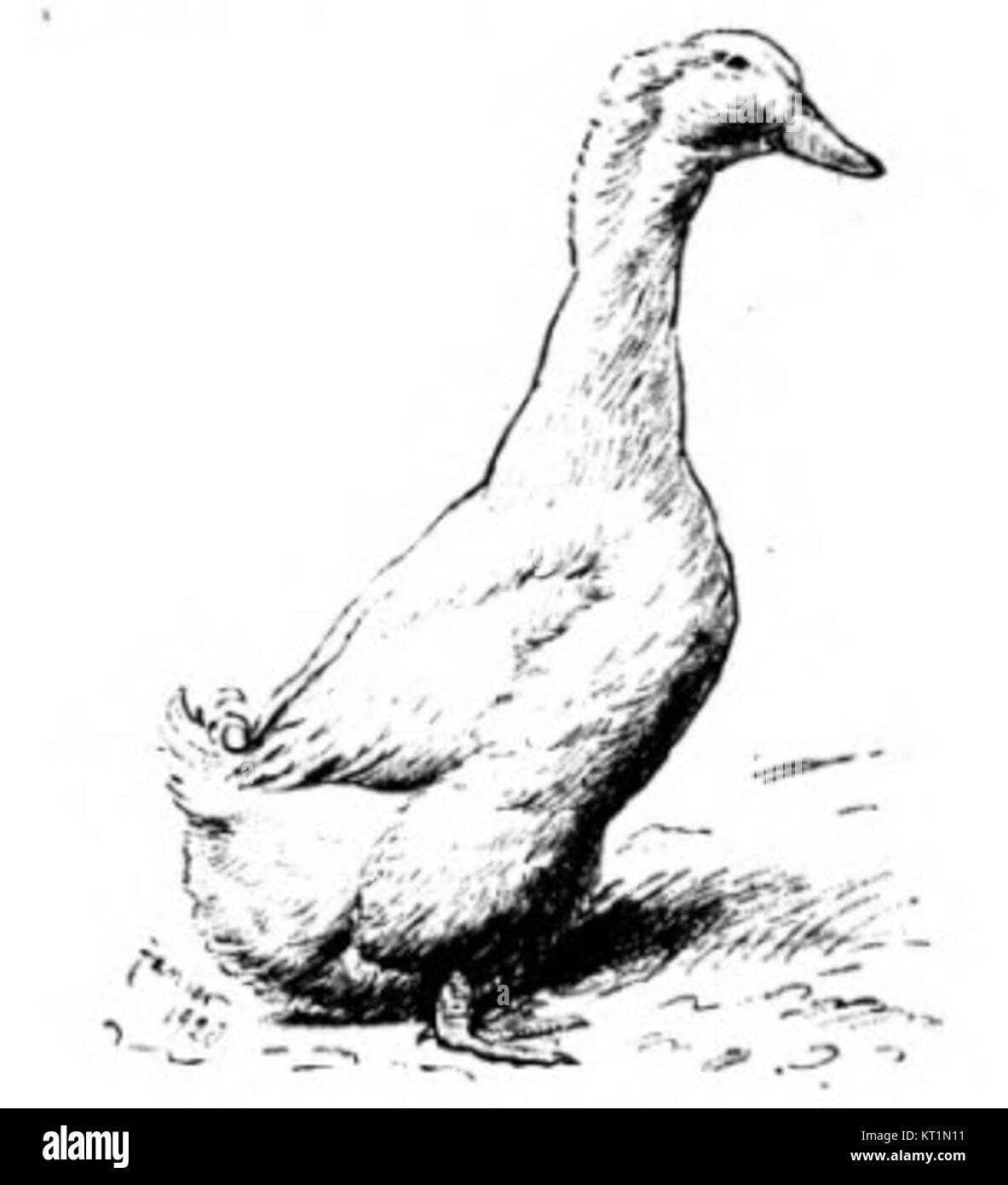 The 1923 German publication 'Die GeflÃ¼gelzucht' features an ...