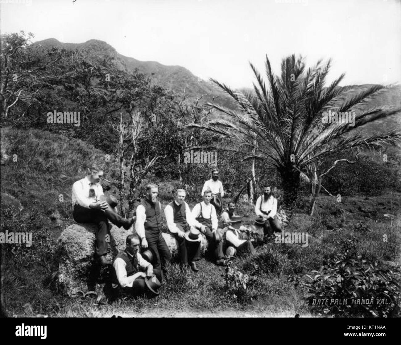 Date Palm Manoa Valley (1) photograph by Brother Bertram Stock Photo ...