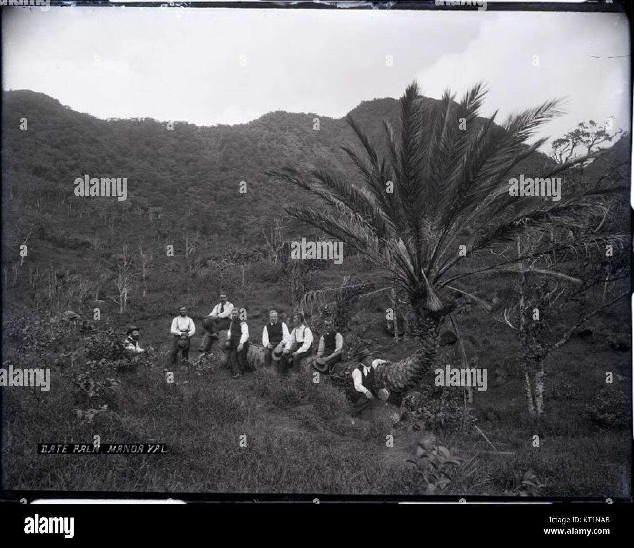 A photograph of a date palm tree in Manoa Valley, taken by Brother ...