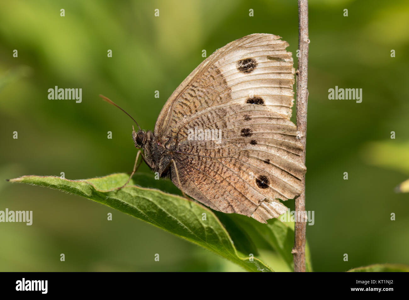 Common wood nymph (Cercyonis pegala Stock Photo - Alamy