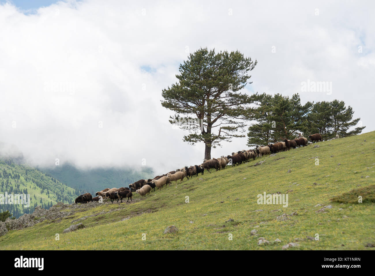 Artvin is a city in northeastern Turkey about 30 km inland from the ...