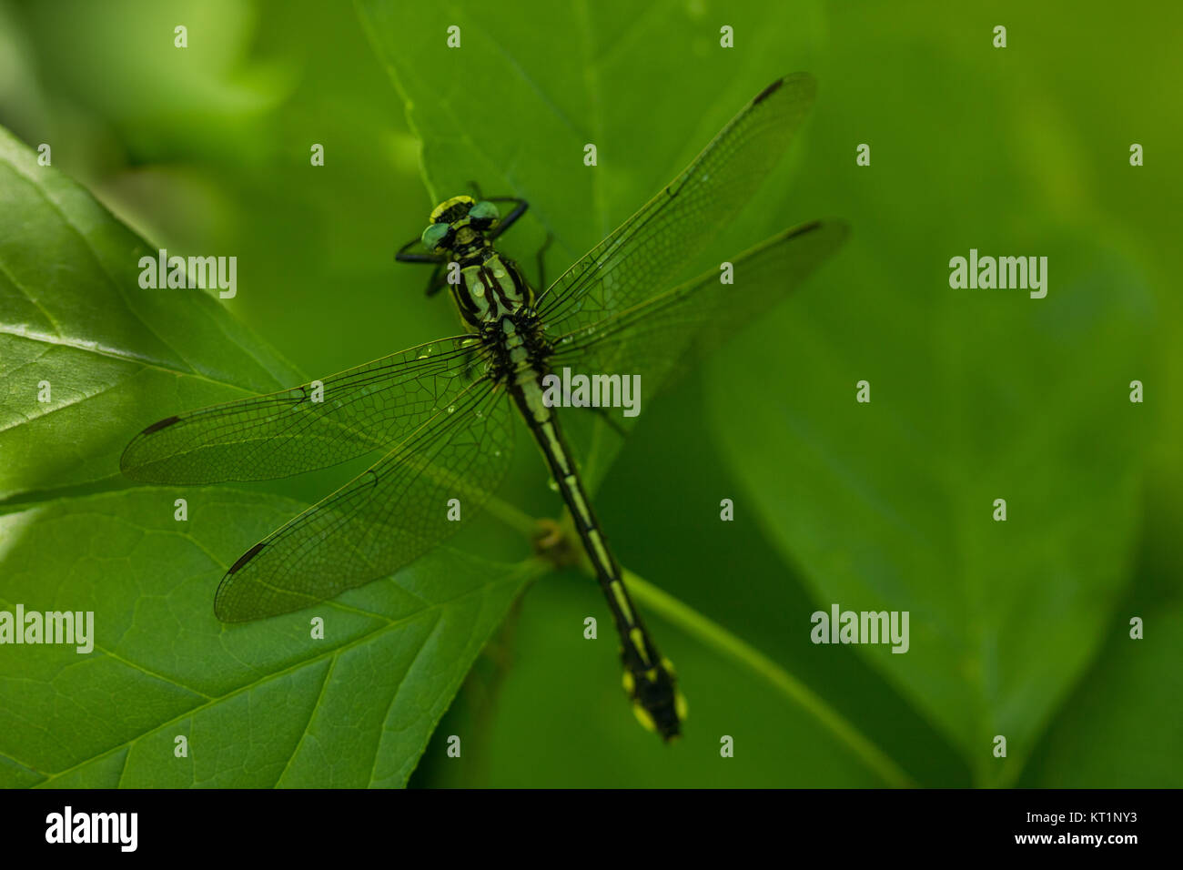 Midland clubtail (Gomphurus fraternus) at Aullwood Garden Metropark ...