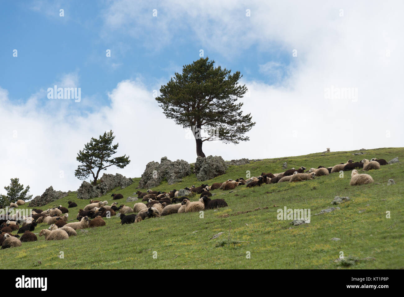 Artvin is a city in northeastern Turkey about 30 km inland from the ...