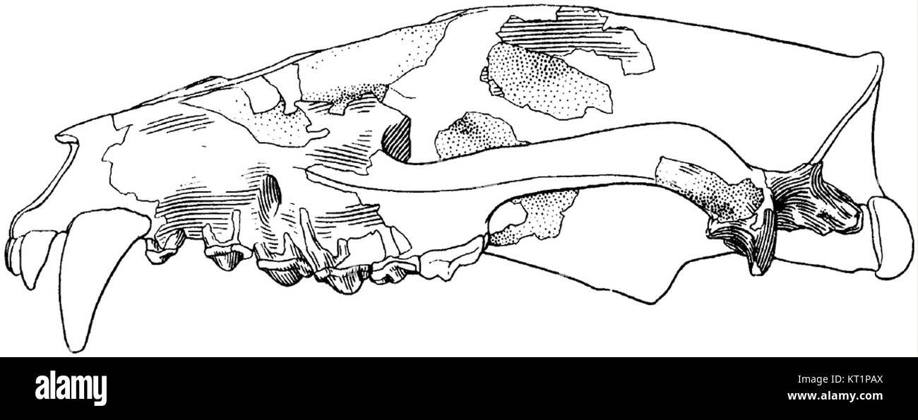Dissopsalis carnifex is an extinct genus of mammal from the late Eocene ...