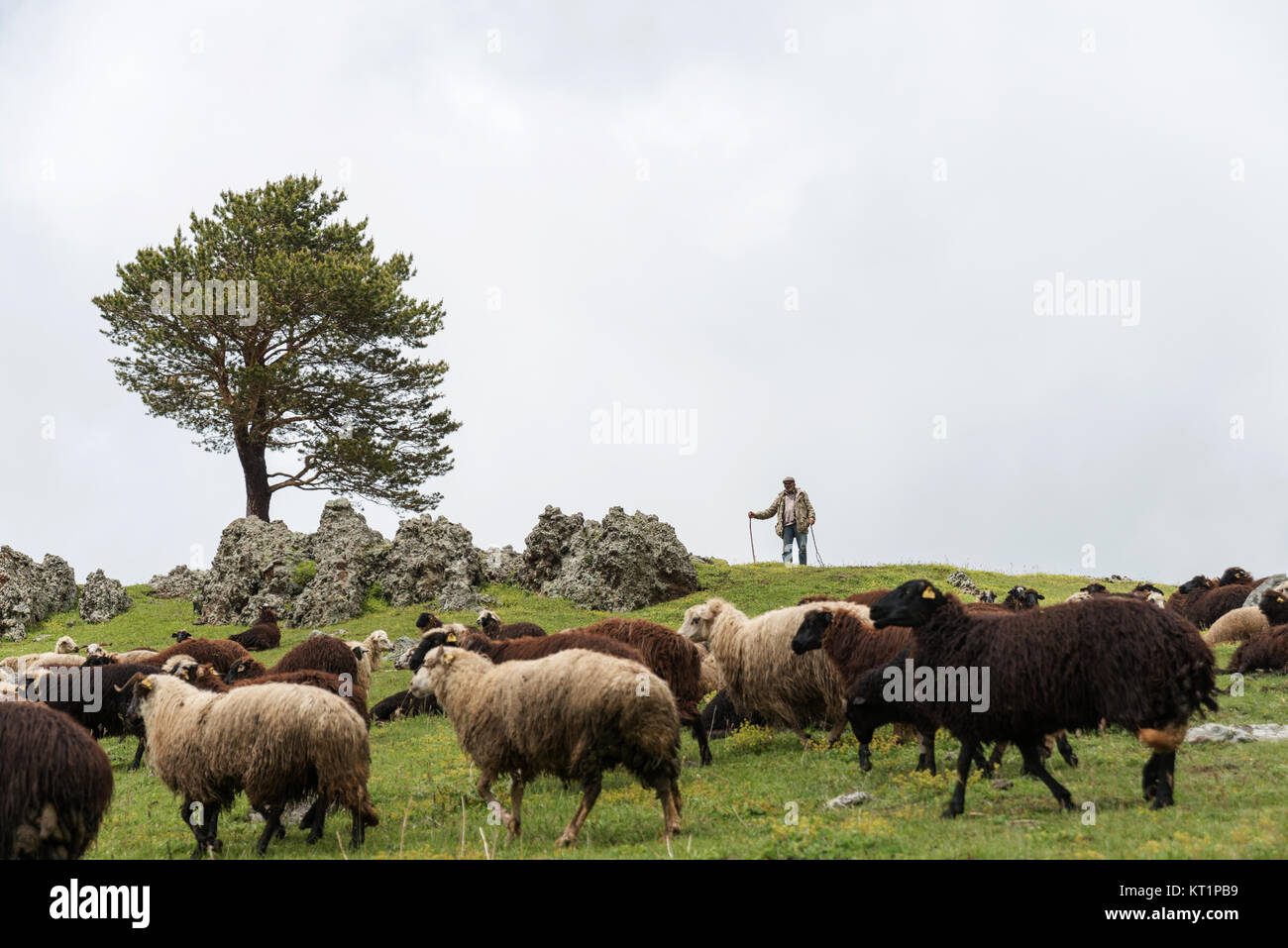 Artvin is a city in northeastern Turkey about 30 km inland from the ...