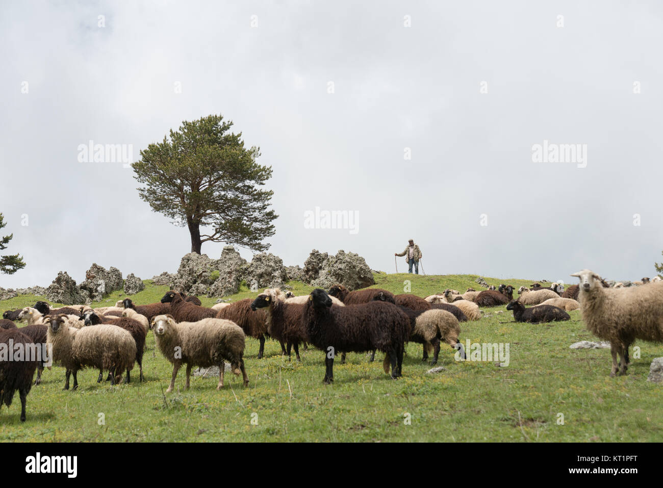 Artvin is a city in northeastern Turkey about 30 km inland from the ...