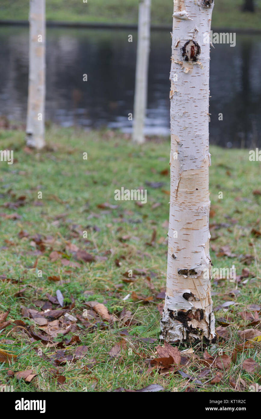 Young Silver Birch (Betula pendula) trees in front of lake in the park ...