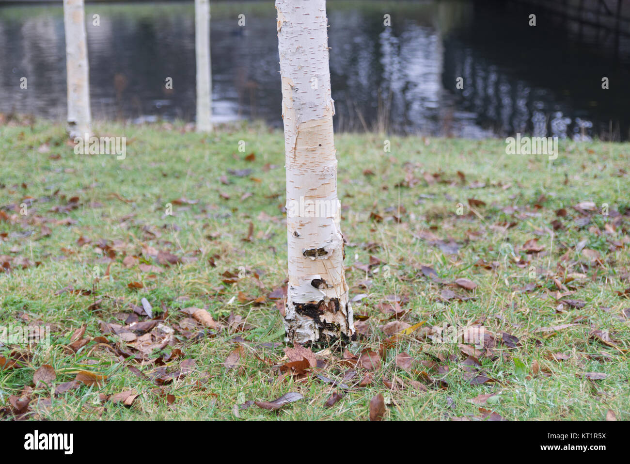 Young Silver Birch (Betula pendula) trees in front of lake in the park ...