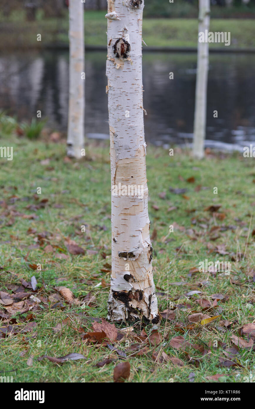 Young Silver Birch (Betula pendula) trees in front of lake in the park ...