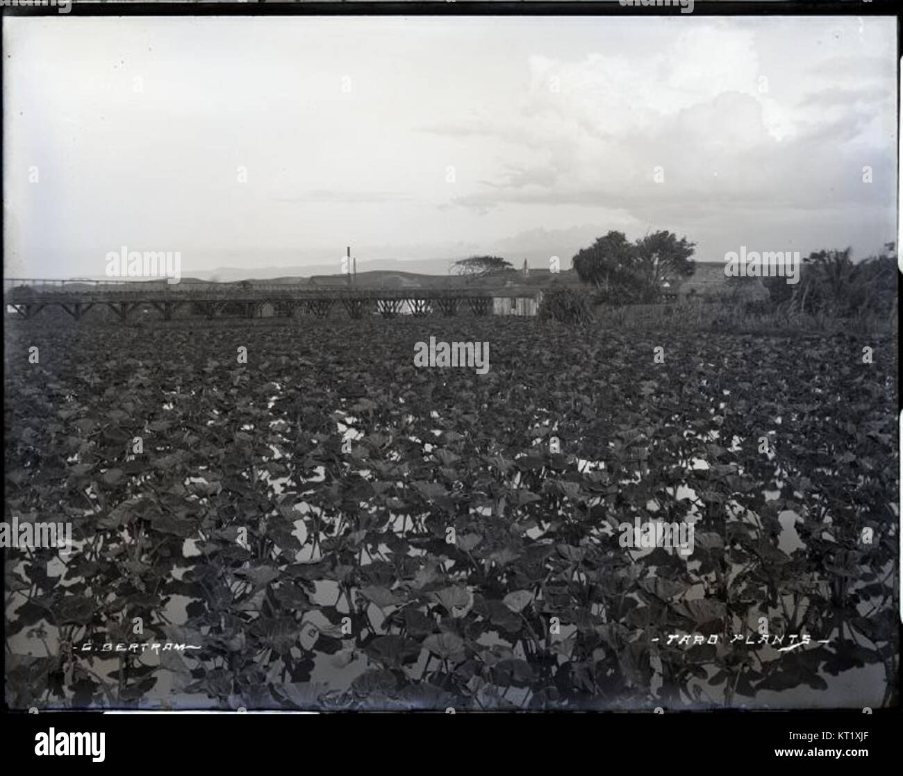 This photograph, captured by Brother Bertram, depicts a vibrant field ...