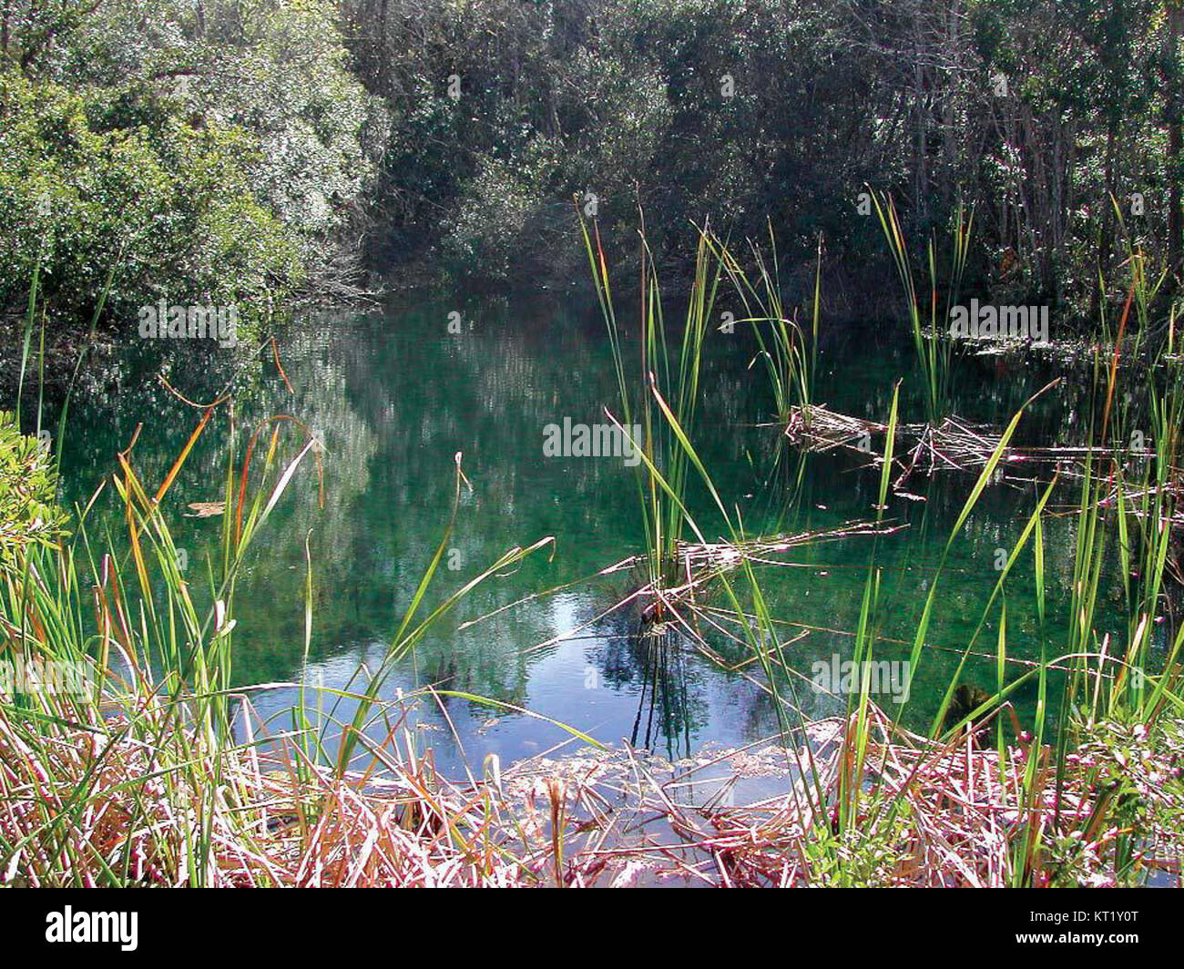 FlGatorSpring is a natural spring located in Florida, known for its ...
