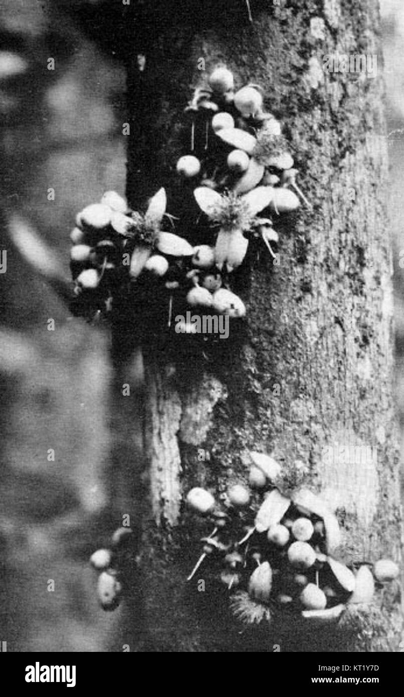 This photo captures flowers blooming on a tree in the Belgian Congo ...