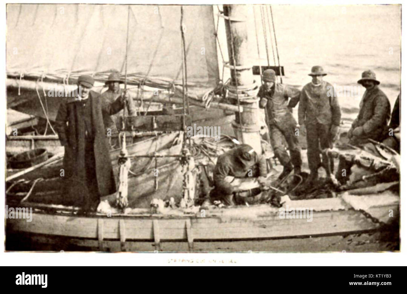 This image captures the process of cod stripping aboard a fishing ...