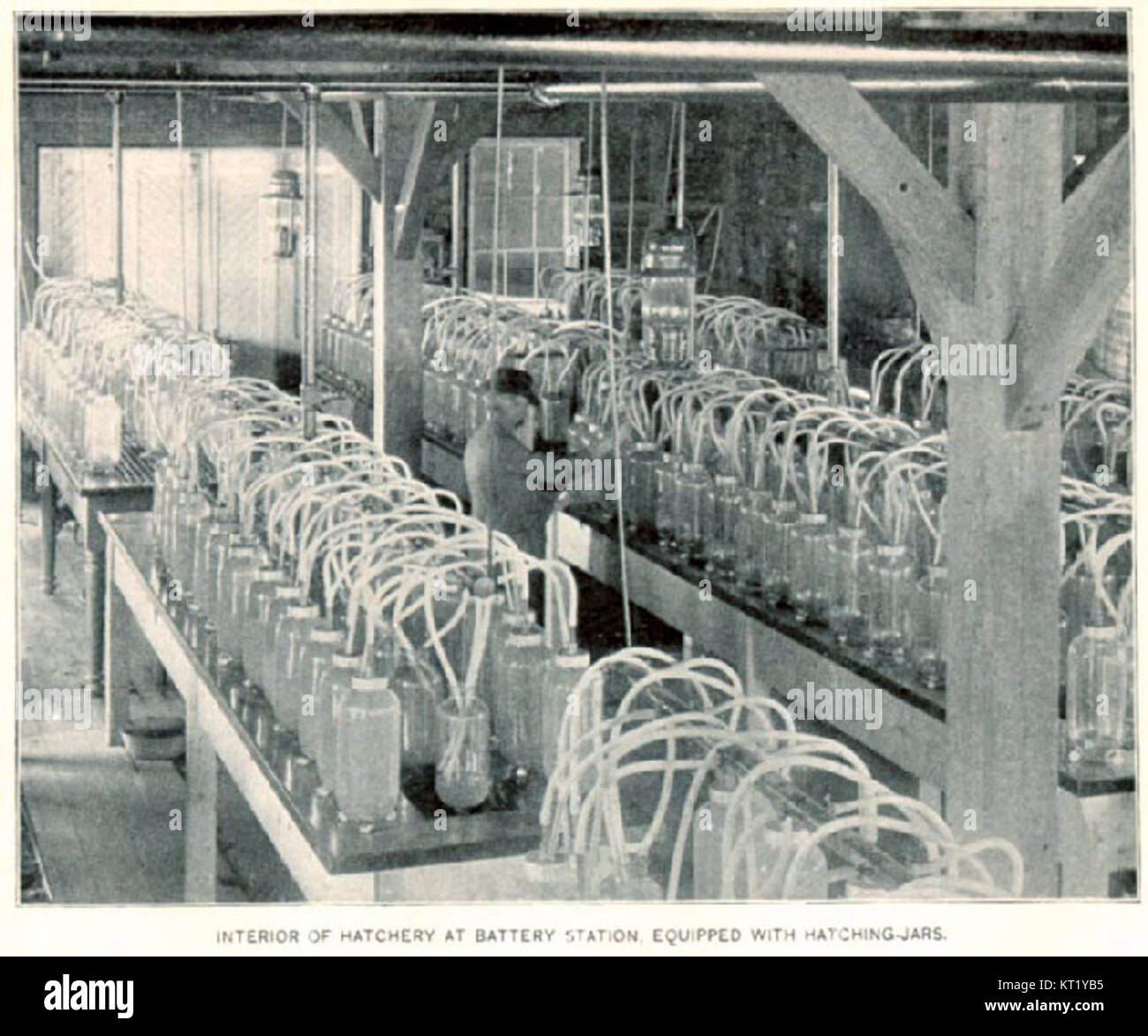 Hatching jars hi-res stock photography and images - Alamy