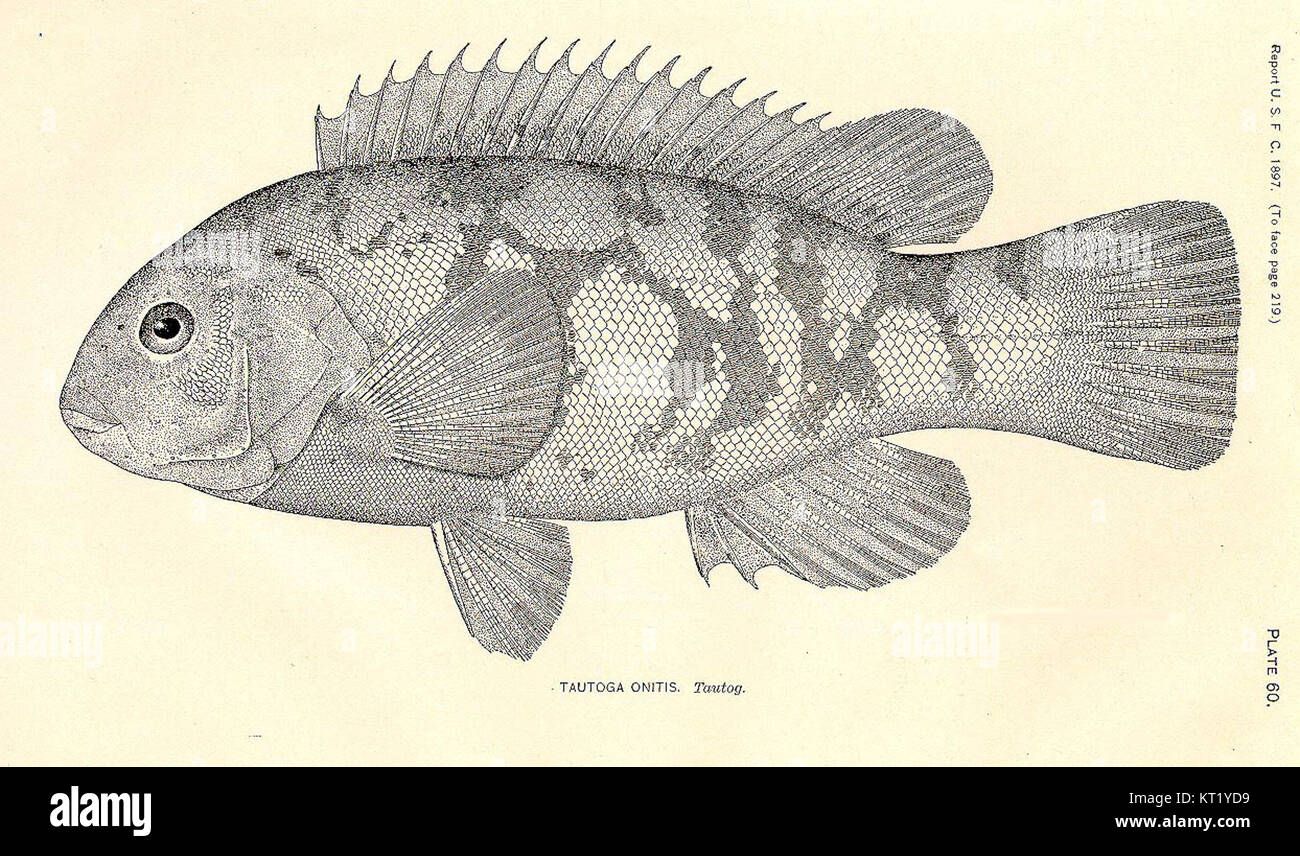 Tautoga Onitis is a notable marine species, a type of fish recognized ...