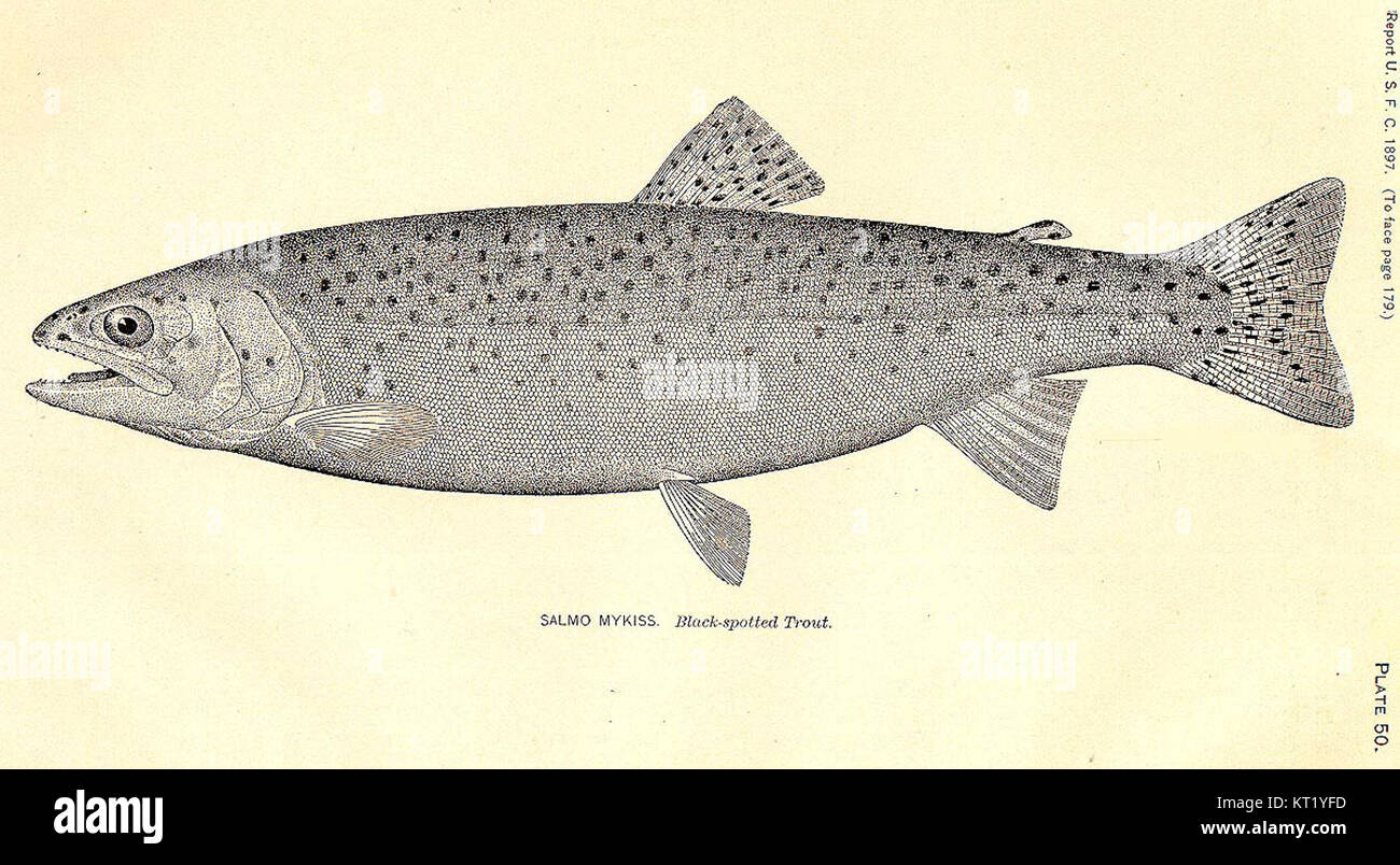 A specimen of Salmo mykiss, commonly known as rainbow trout, shown in a ...