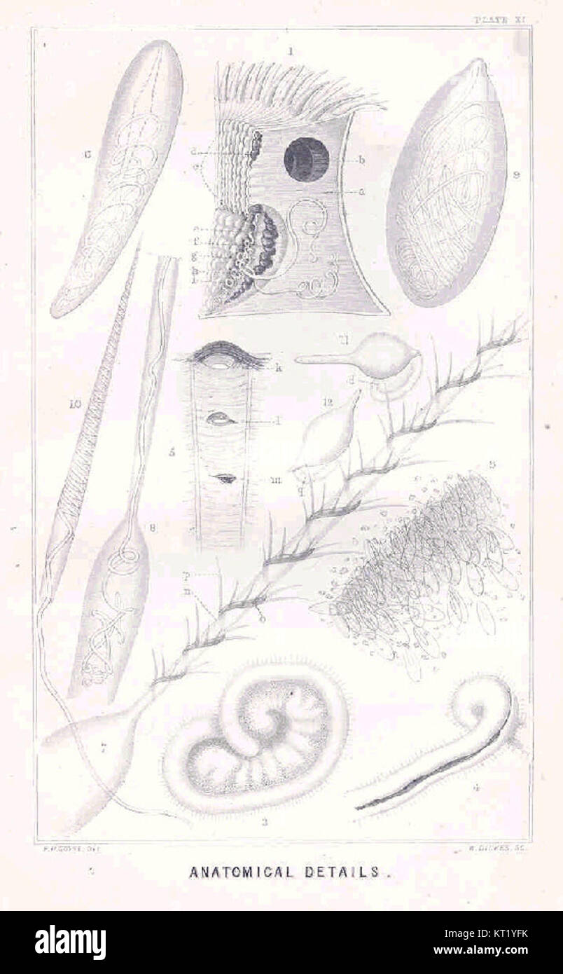 Human body parts organs hi-res stock photography and images - Alamy