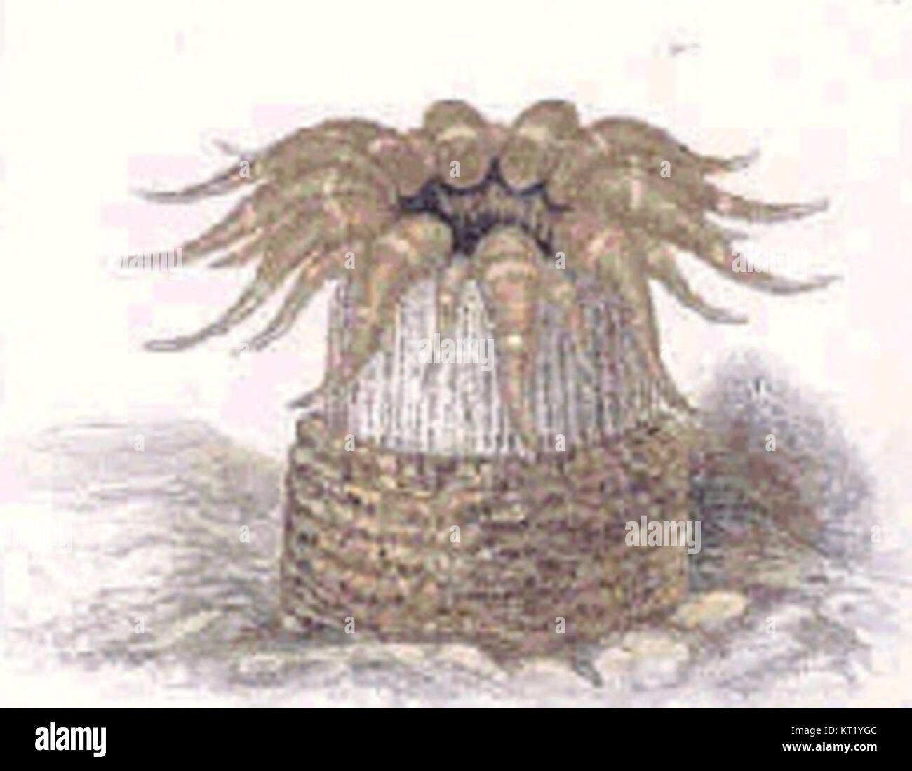 Detailed close up image features hi-res stock photography and images ...