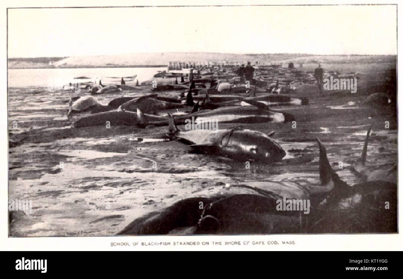 This image depicts a school of black-fish, specifically pilot whales ...