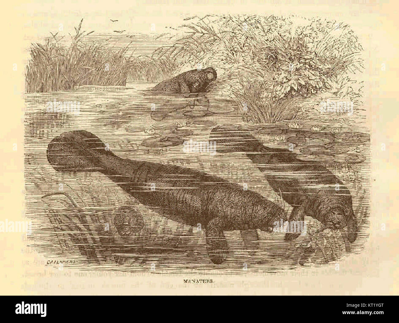 Photograph of manatees, identified by number 32672, in their natural ...