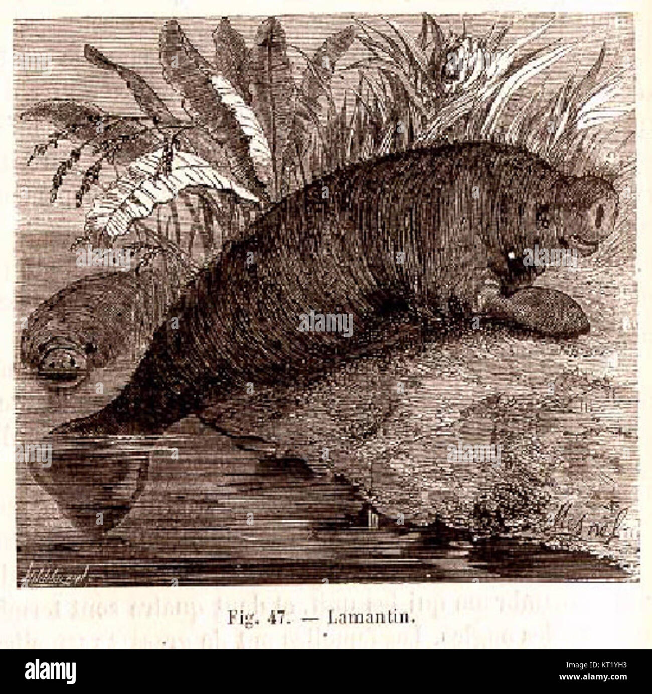 Lamantin Stock Photos & Lamantin Stock Images - Alamy