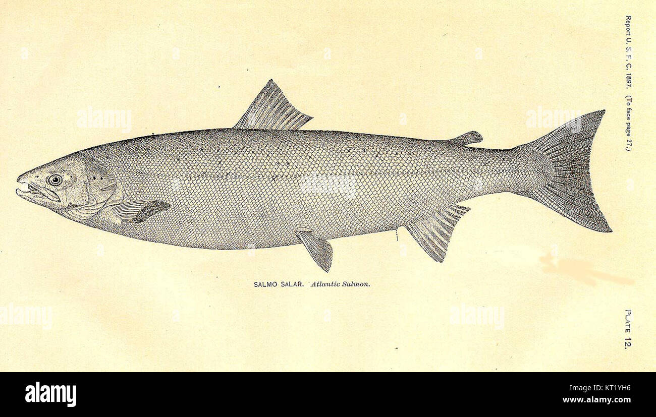 Salmo salar illustration hi-res stock photography and images - Alamy