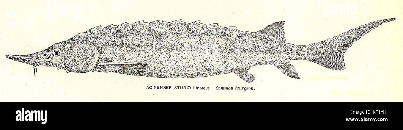 32667 Acipenser Sturio Linnaeus Stock Photo - Alamy