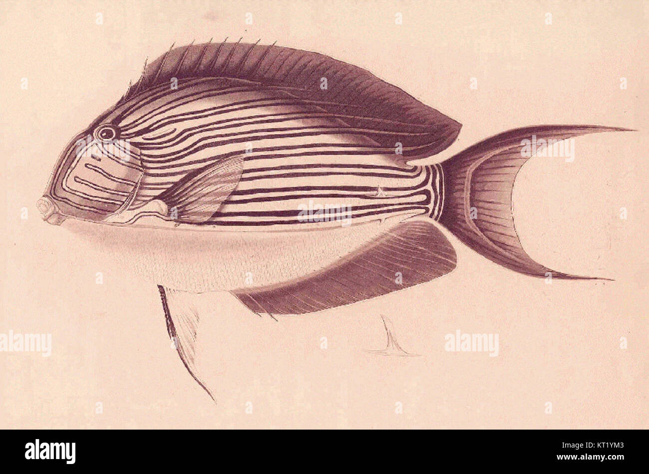 32720 hi-res stock photography and images - Alamy