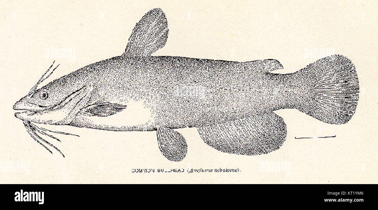The Common Bullhead is a species of fish found in freshwater bodies ...