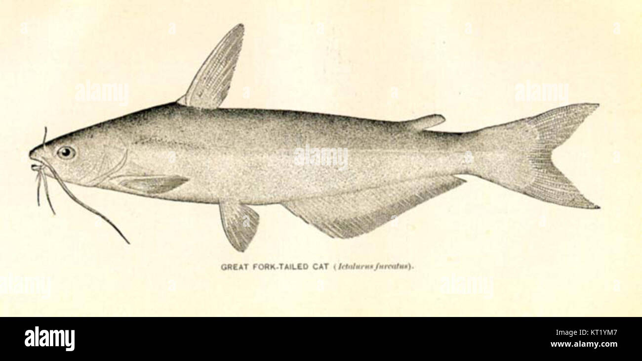 The 32710 Great Fork-Tailed Cat refers to a specific species or ...
