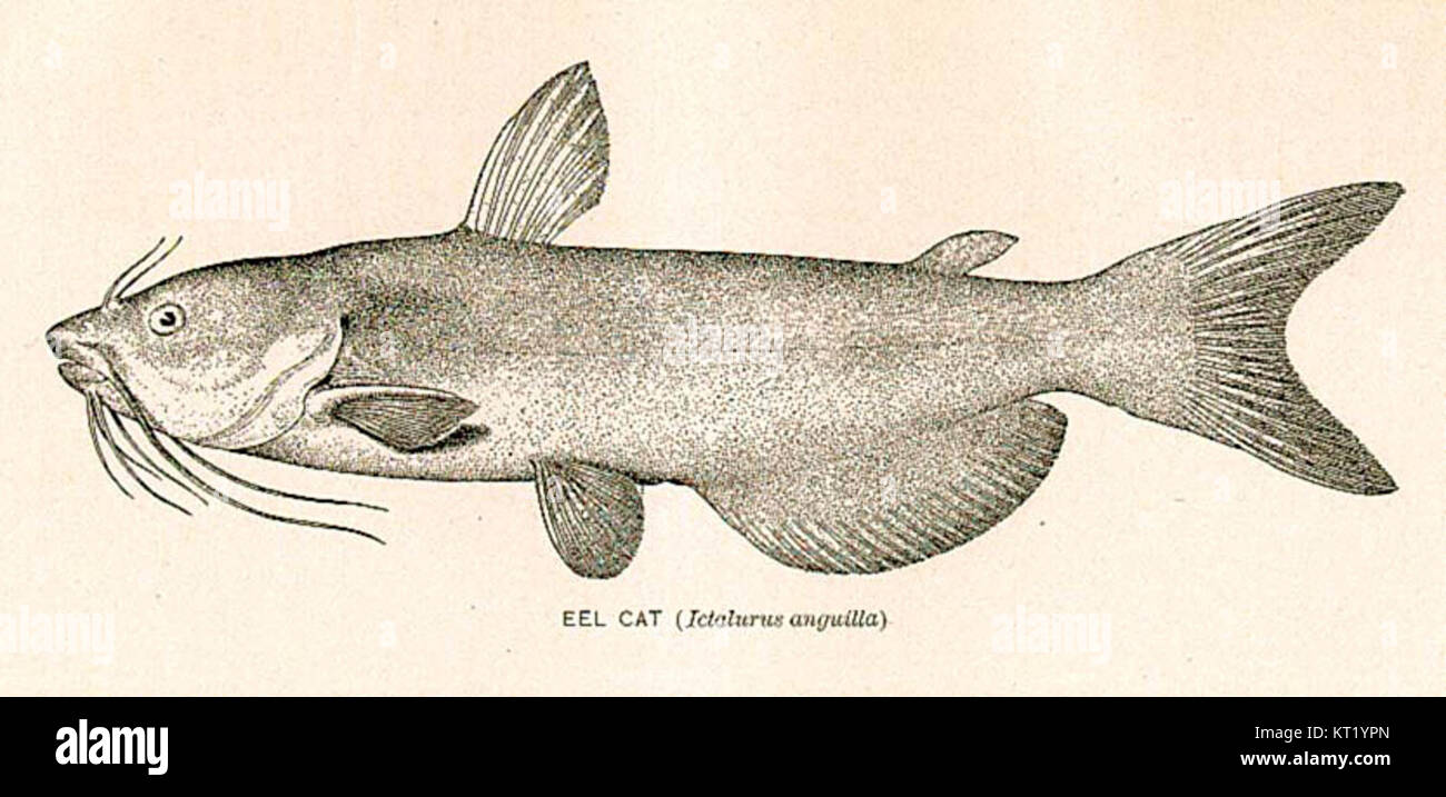 32754 Eel Cat Stock Photo - Alamy